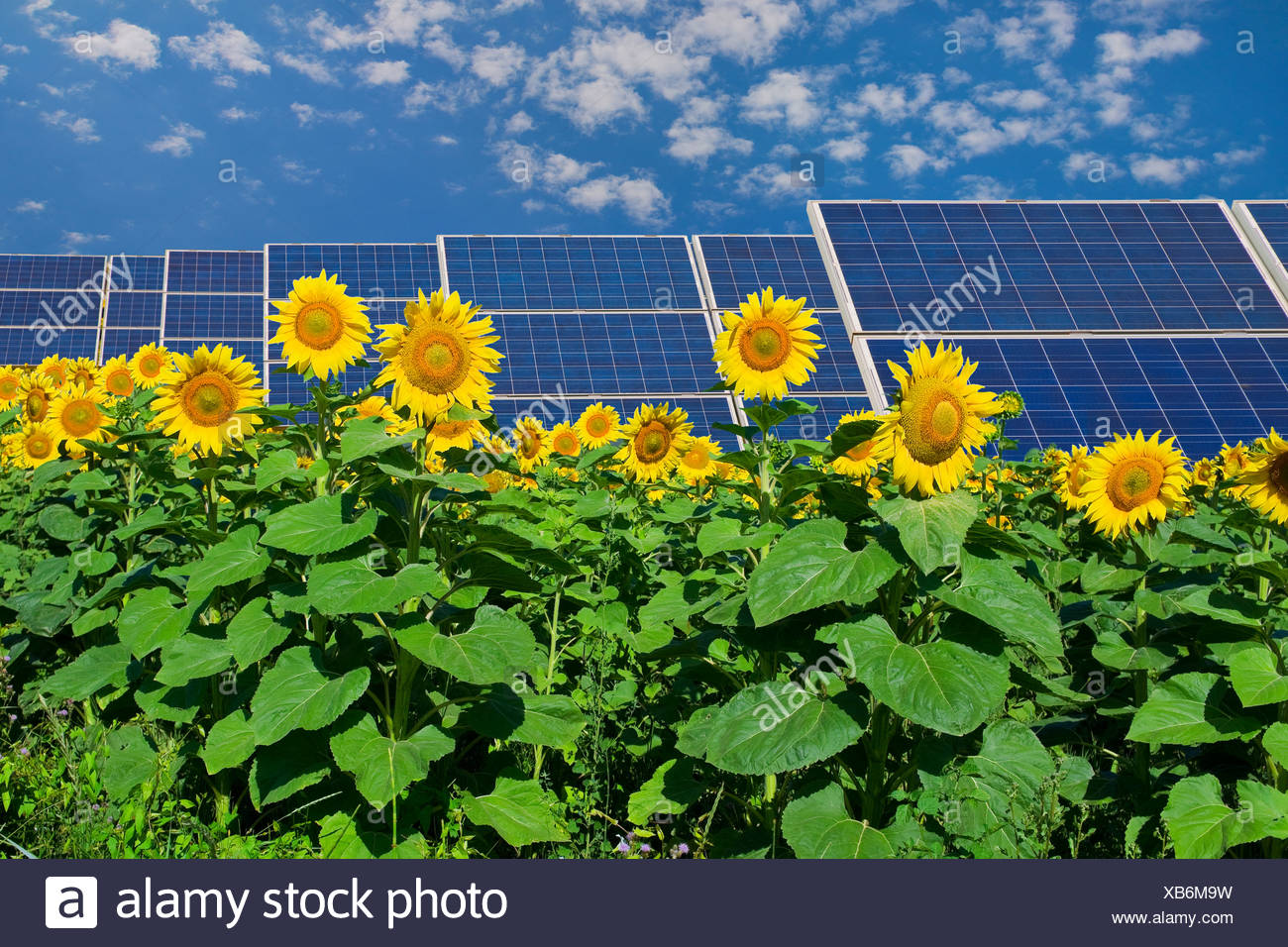 Field Of Photovoltaic Panels High Resolution Stock Photography and ...