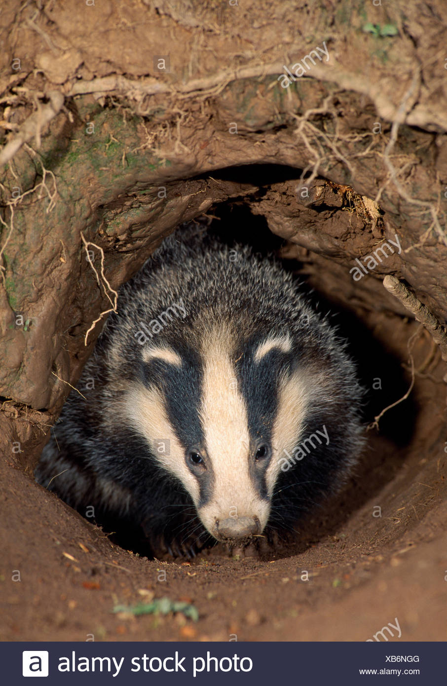 Badger Close Up Stock Photos & Badger Close Up Stock Images - Alamy