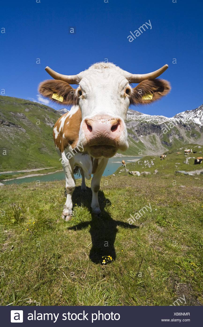 Simmental Breed Stock Photos & Simmental Breed Stock Images - Alamy