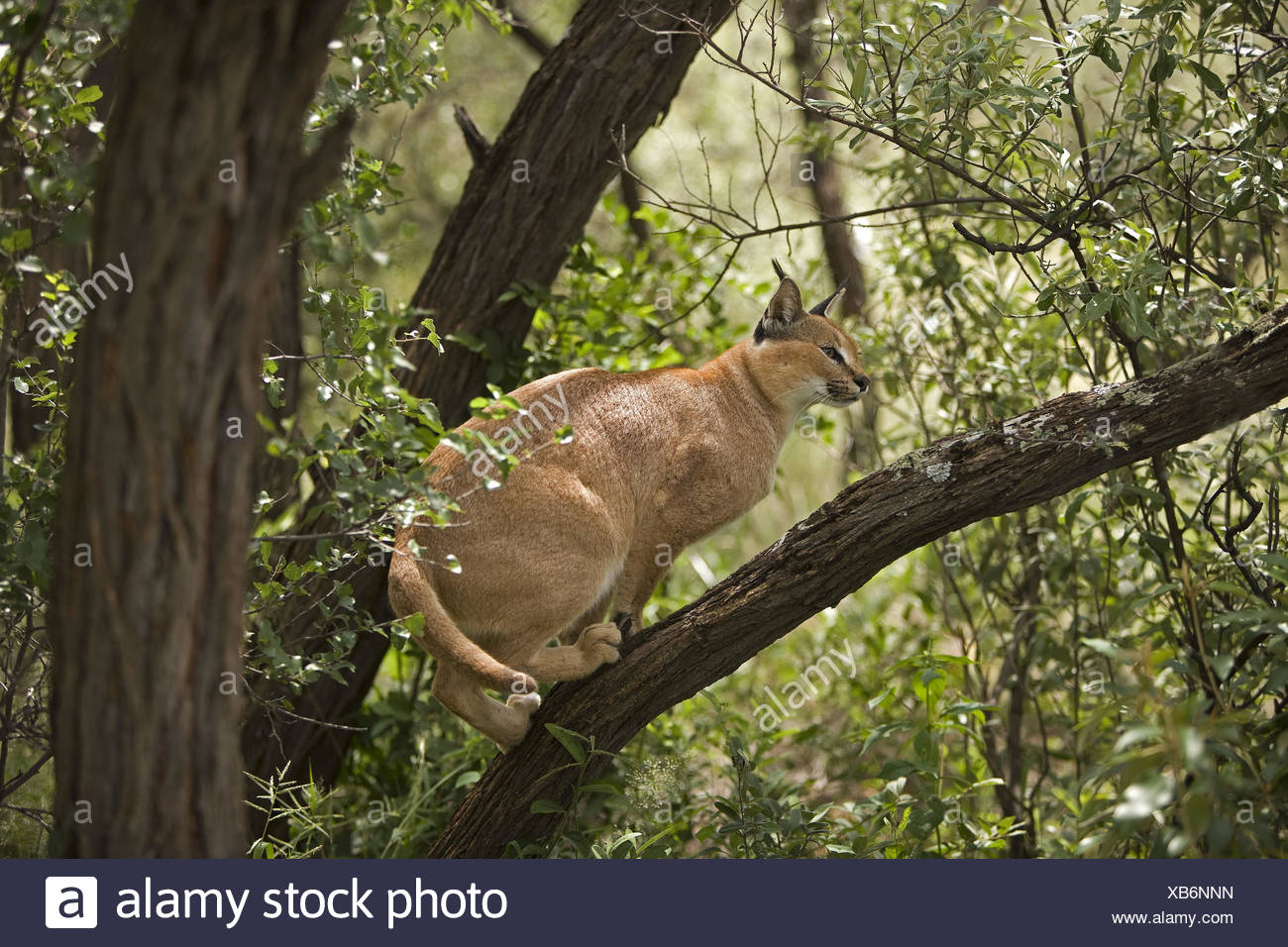 Caracal Caracal Stock Photos & Caracal Caracal Stock Images - Alamy