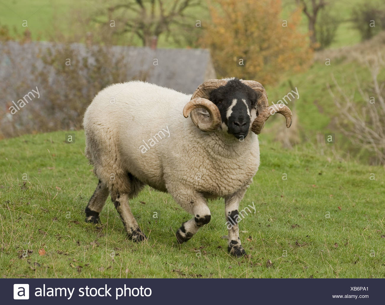 Lonk Sheep Stock Photos & Lonk Sheep Stock Images - Alamy