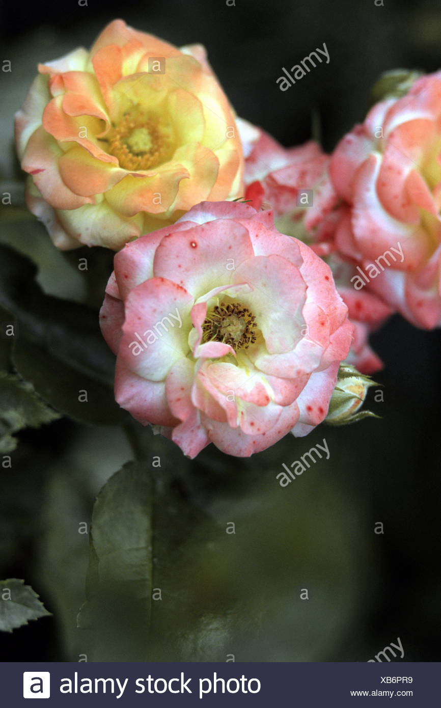 Polyantha Shrub Rose High Resolution Stock Photography and Images - Alamy