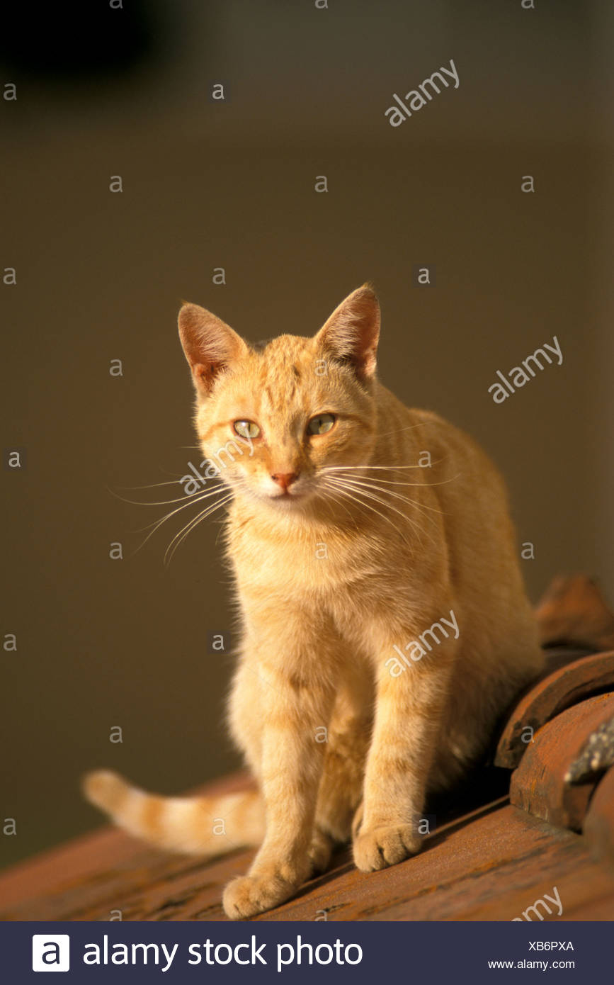 Ginger Tabby Cat Stock Photos & Ginger Tabby Cat Stock Images - Alamy