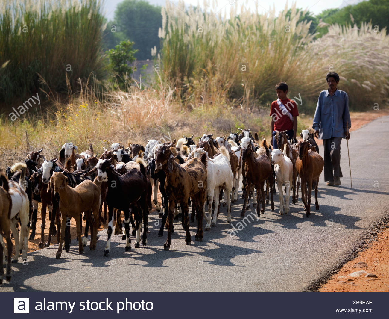 Goat Child Father High Resolution Stock Photography and Images - Alamy
