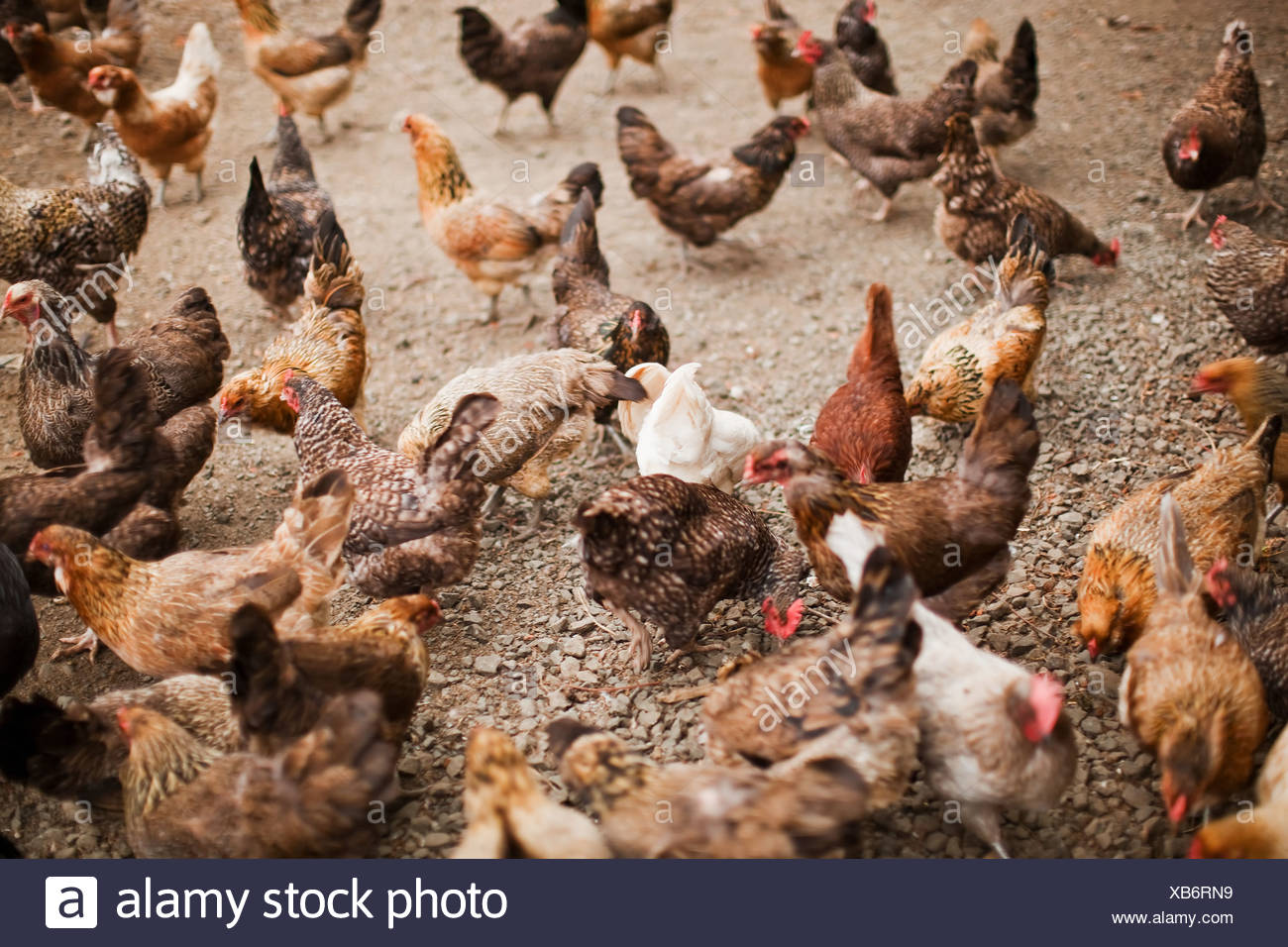 Chickens Farm High Resolution Stock Photography and Images - Alamy