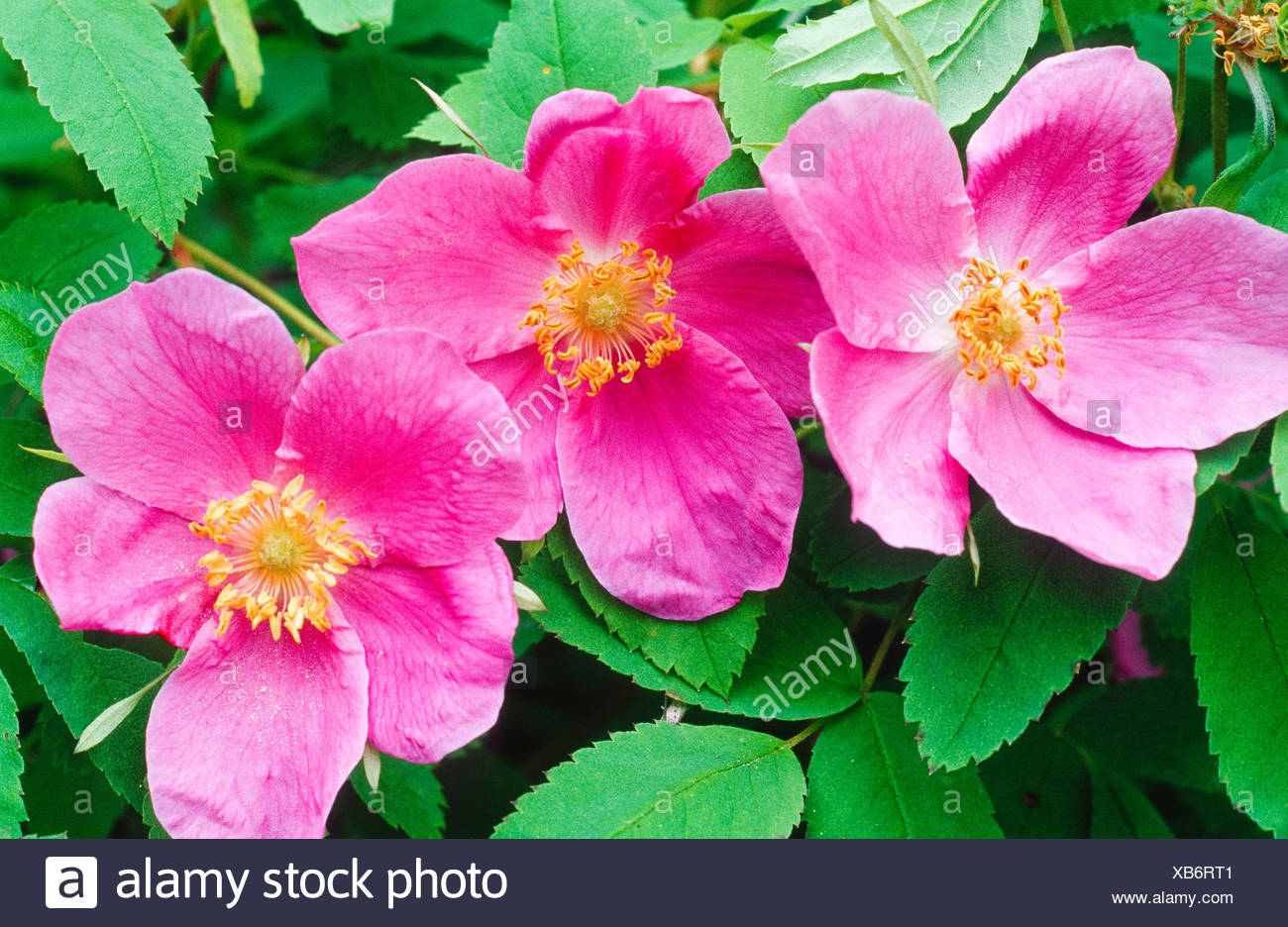 Prickly Wild Rose Stock Photos & Prickly Wild Rose Stock Images - Alamy
