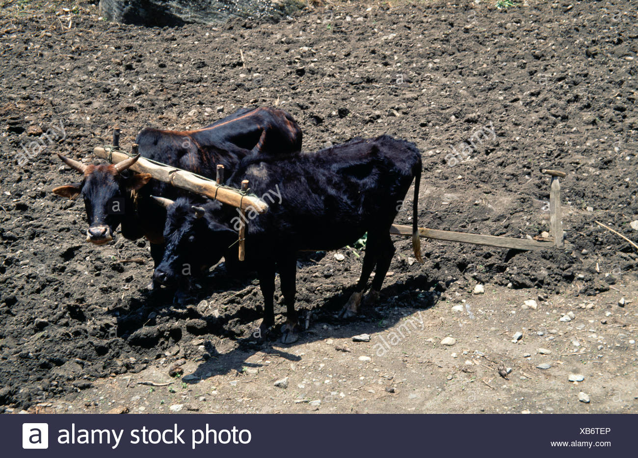 Oxen Pulling Plow Stock Photos & Oxen Pulling Plow Stock Images - Alamy