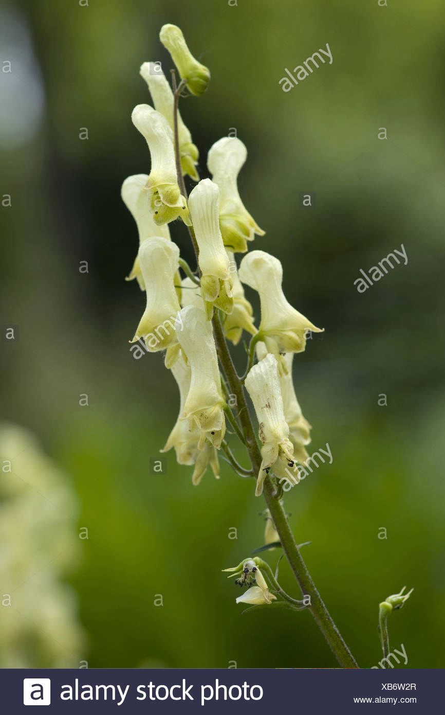 Wolfsbane Stock Photos & Wolfsbane Stock Images - Alamy