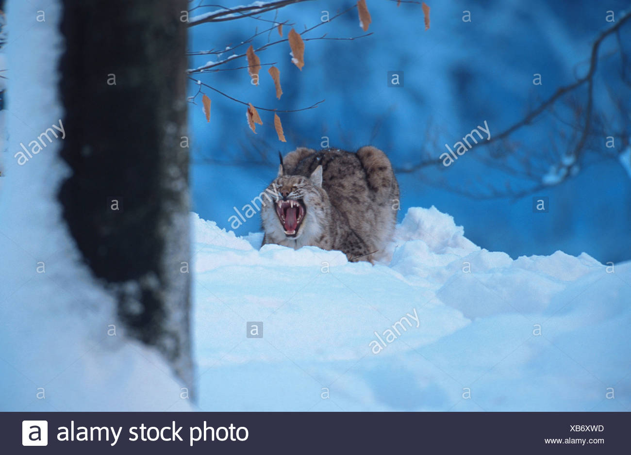 Lynx Animal Growling High Resolution Stock Photography and Images - Alamy