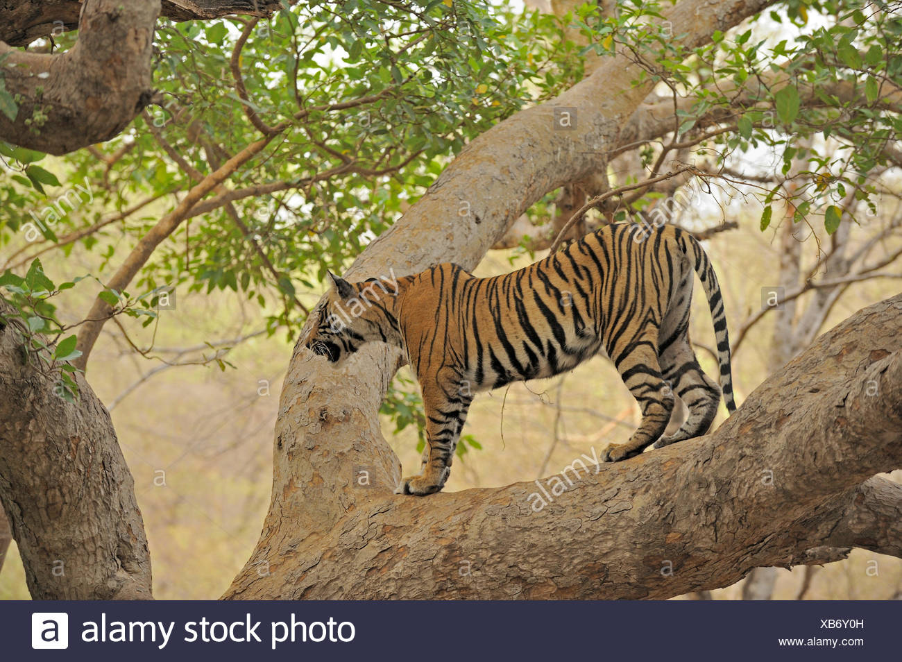Tiger Climbing Tree High Resolution Stock Photography and Images - Alamy