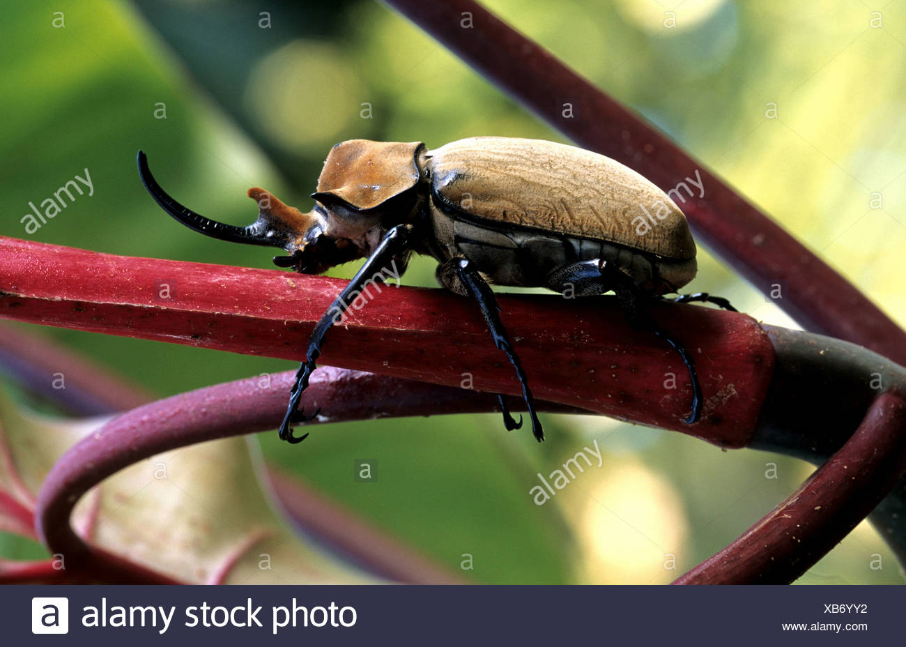Megasoma Elephas Stock Photos & Megasoma Elephas Stock Images - Alamy