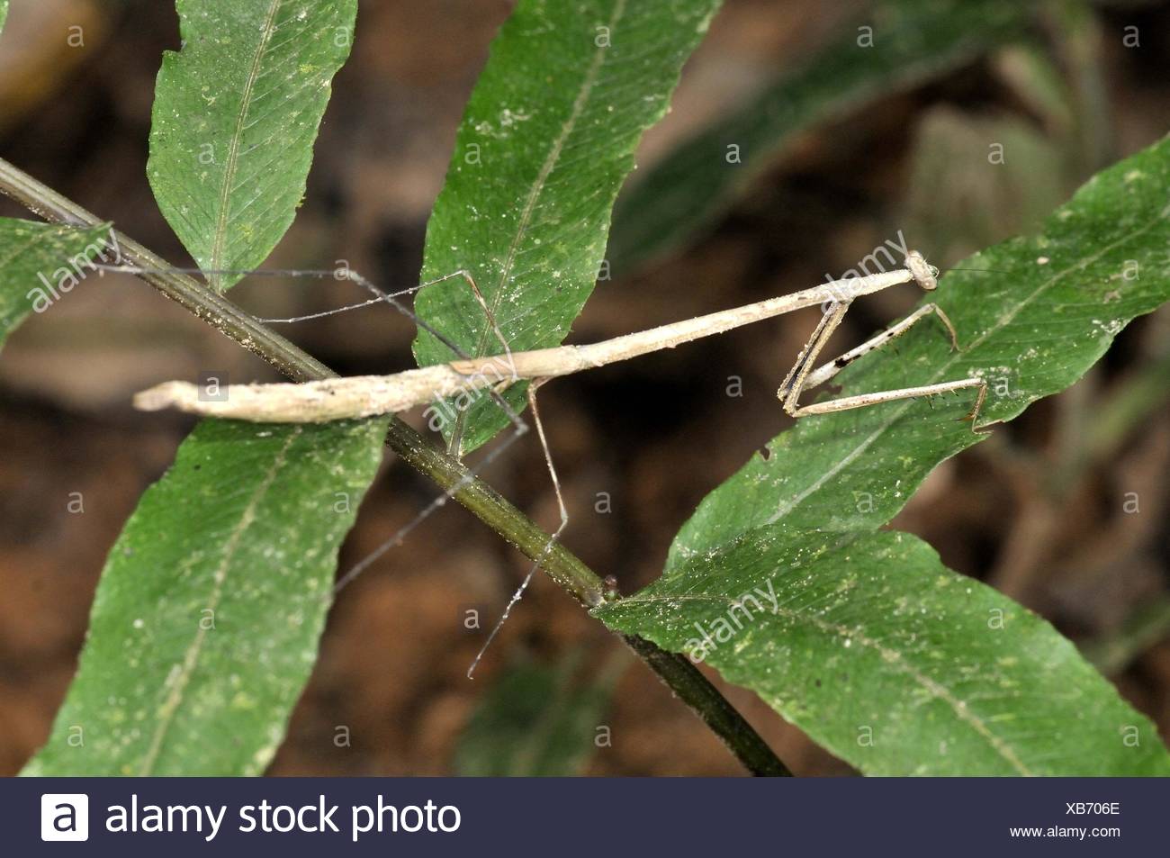 Insect Walking Stick Order Phasmatodea High Resolution Stock ...