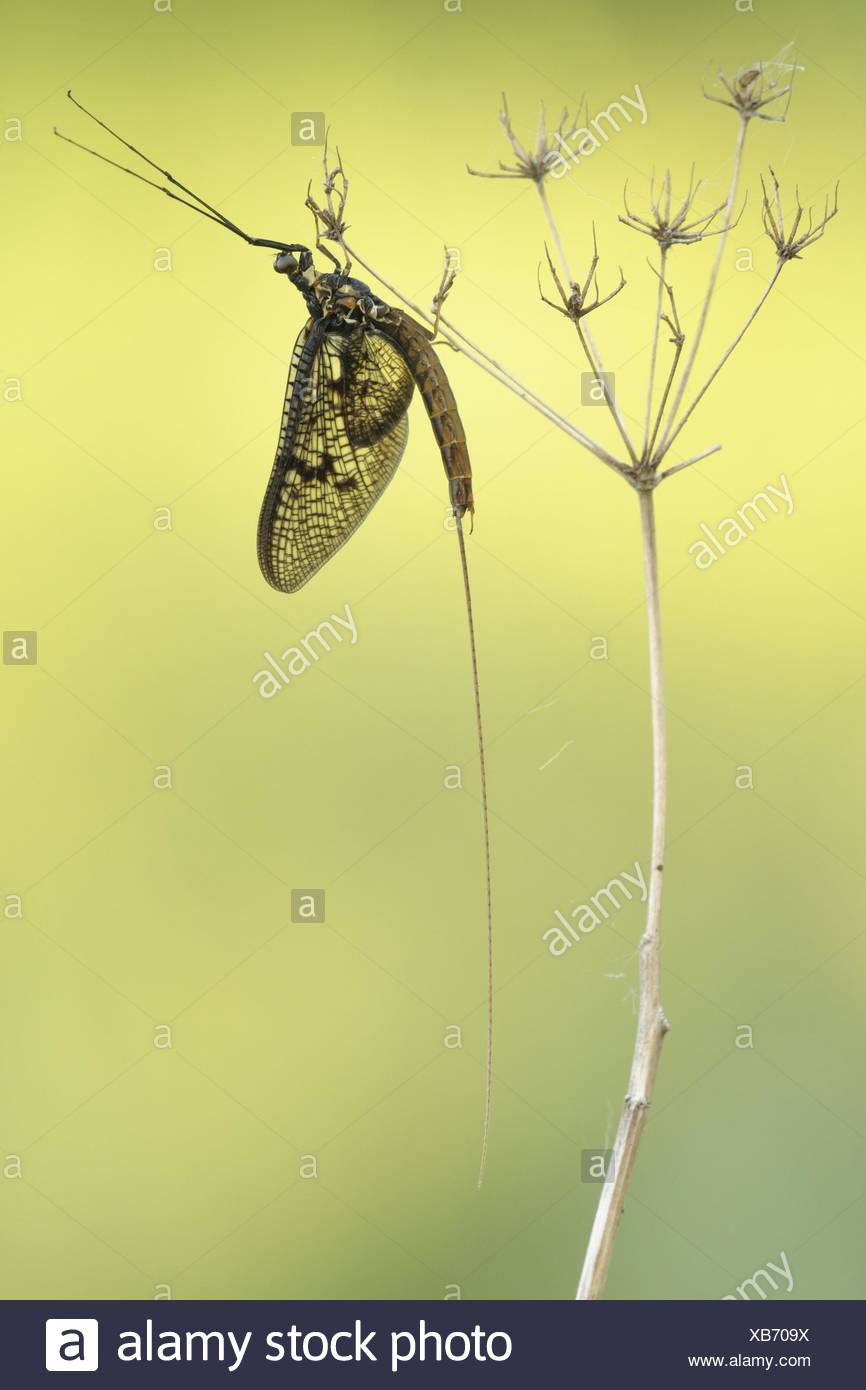 Shadfly High Resolution Stock Photography and Images - Alamy