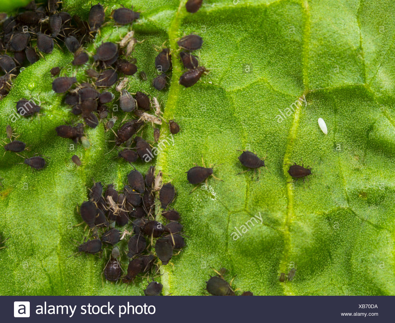 Aphid Egg High Resolution Stock Photography and Images - Alamy