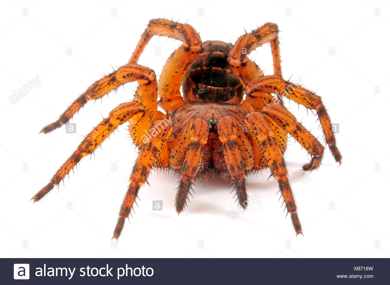 Trapdoor Spider High Resolution Stock Photography and Images - Alamy