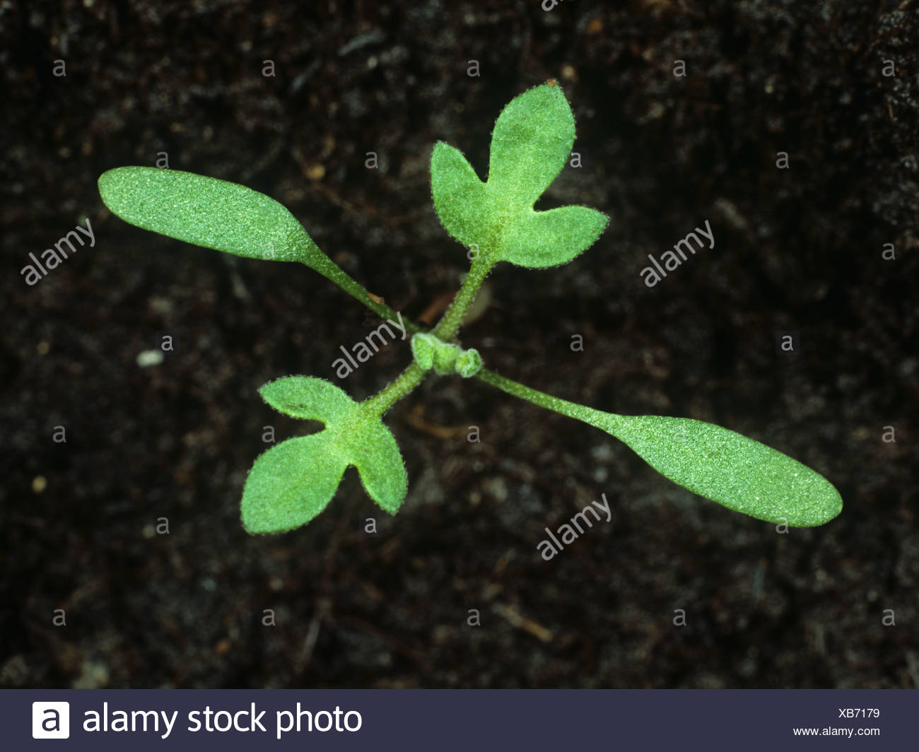 Two Cotyledons High Resolution Stock Photography and Images - Alamy