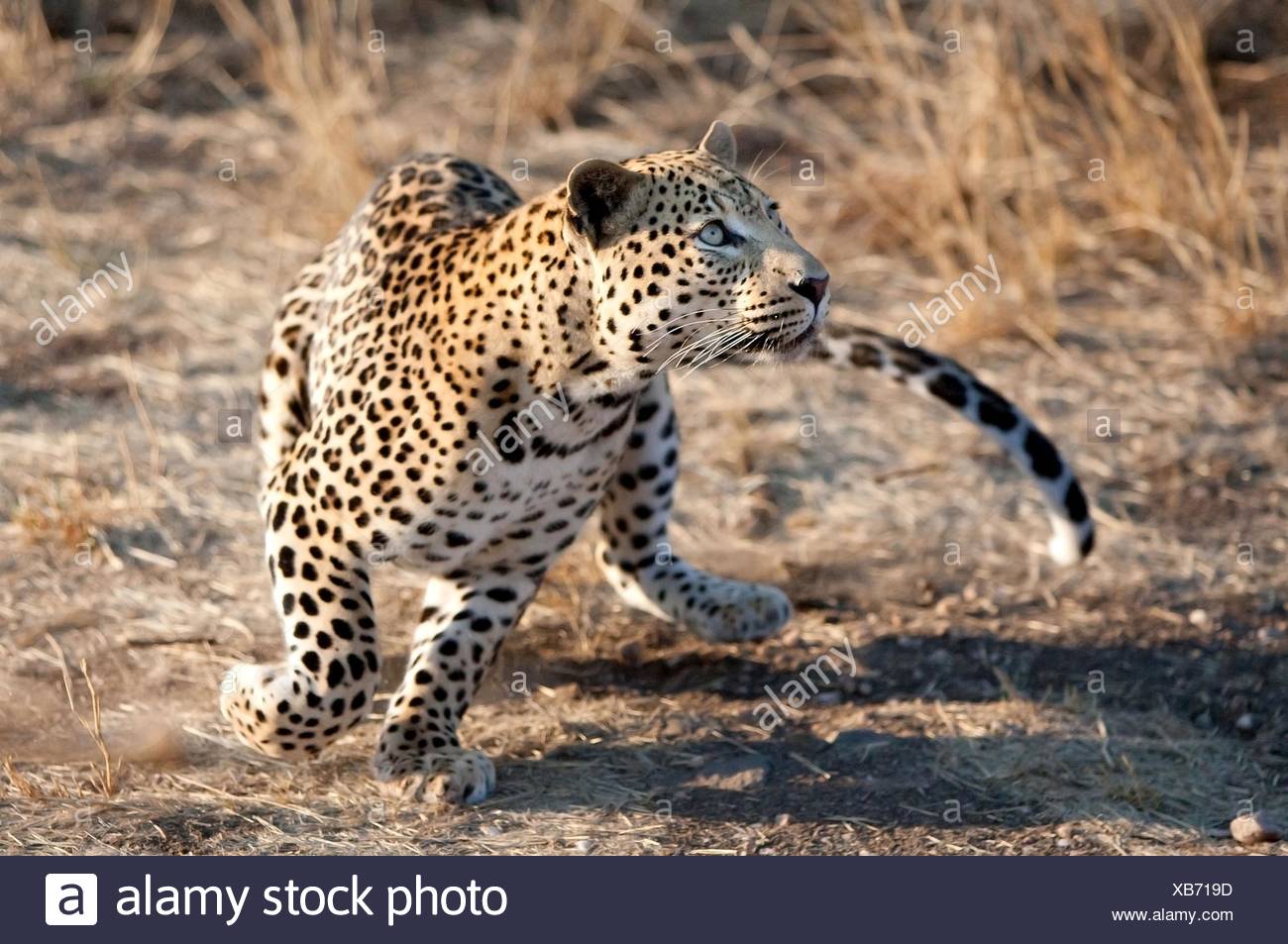 Leopard Running High Resolution Stock Photography and Images - Alamy