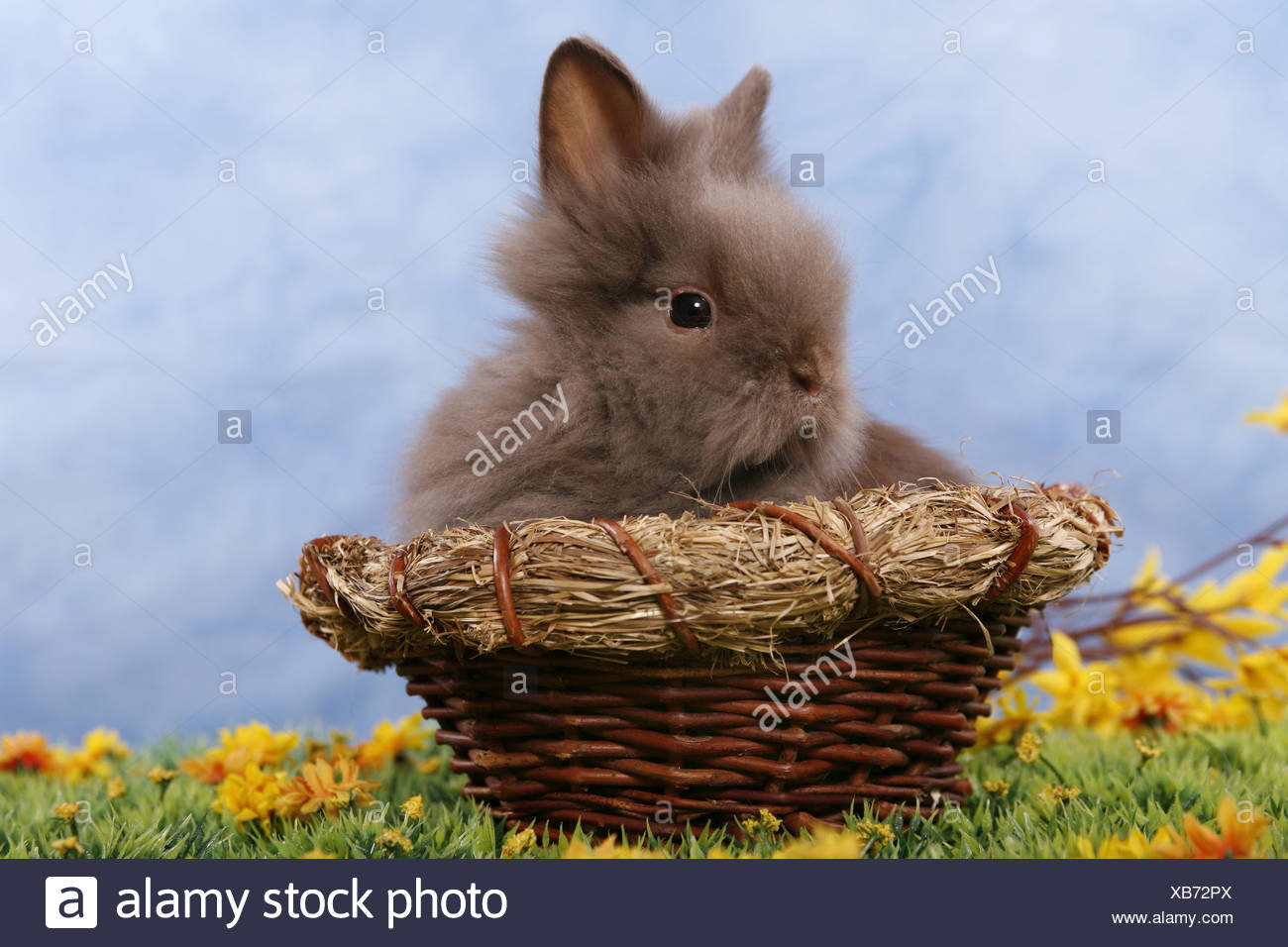 Teddy Dwarf Rabbits High Resolution Stock Photography and Images - Alamy