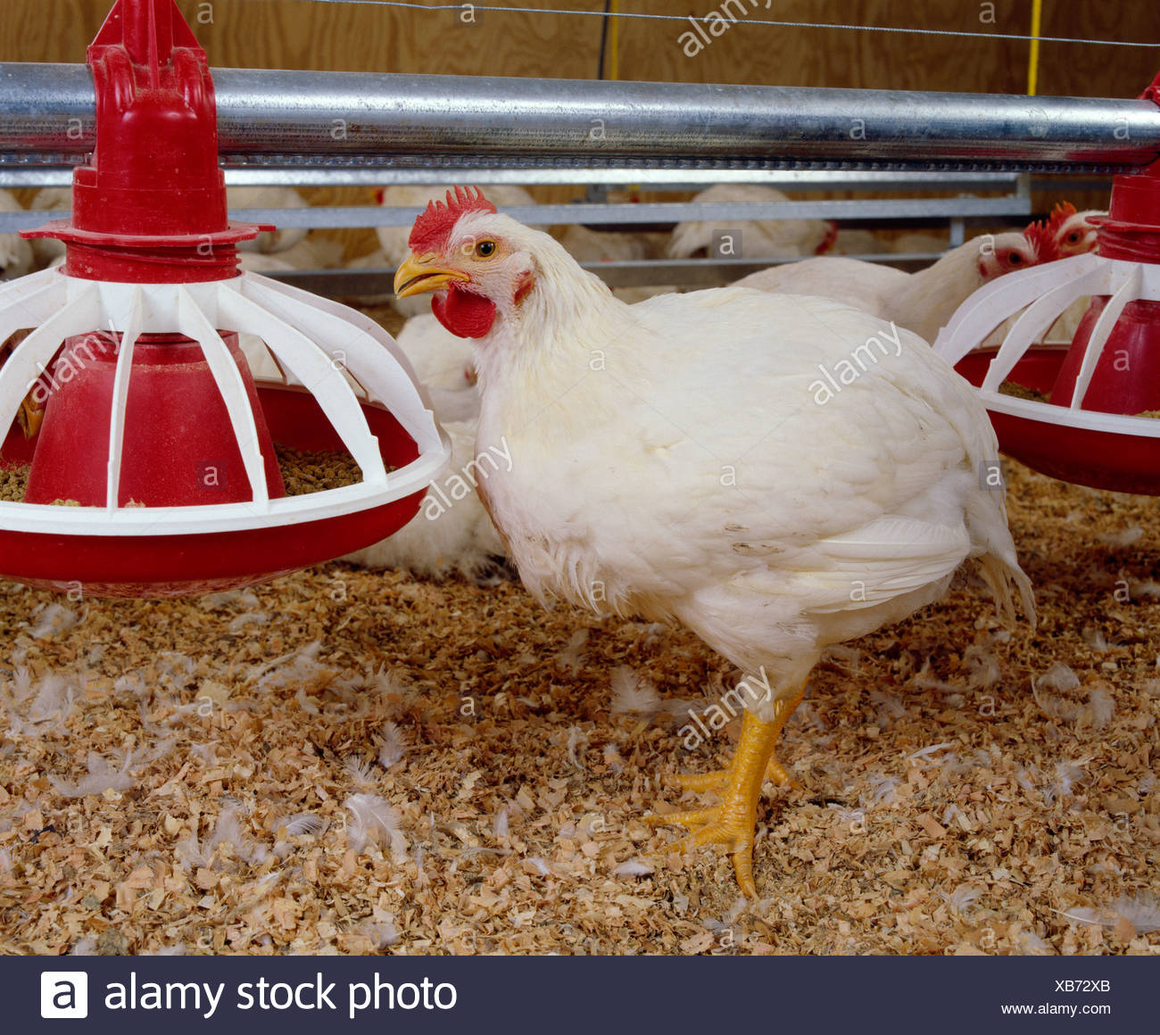 Hubbard Chicken High Resolution Stock Photography and Images - Alamy