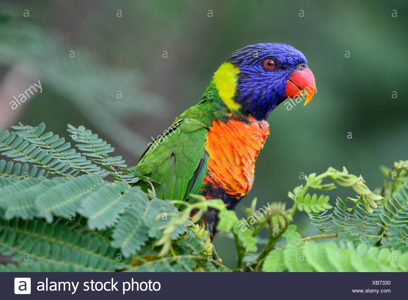 Australian Bird Australian Wild Life Rainbow Lorikeet High Resolution ...