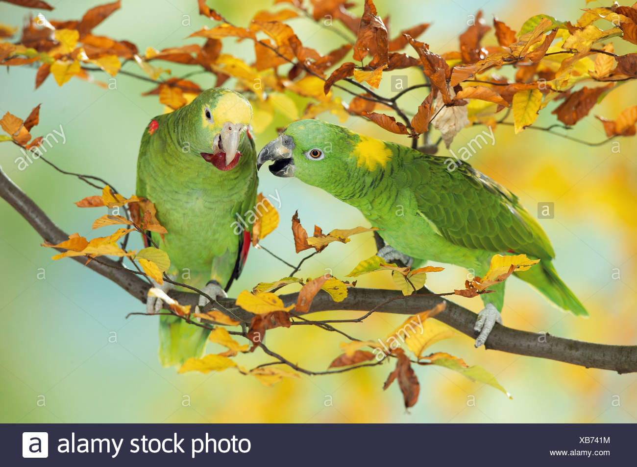 Yellow Headed Amazon Parrot High Resolution Stock Photography and ...