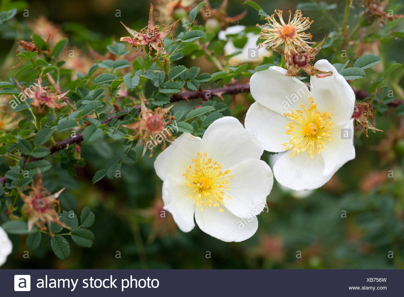 Rosa Spinosissima High Resolution Stock Photography and Images - Alamy