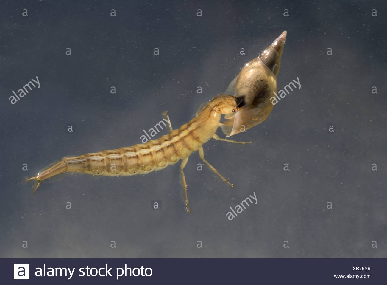 British Water Beetle High Resolution Stock Photography and Images - Alamy