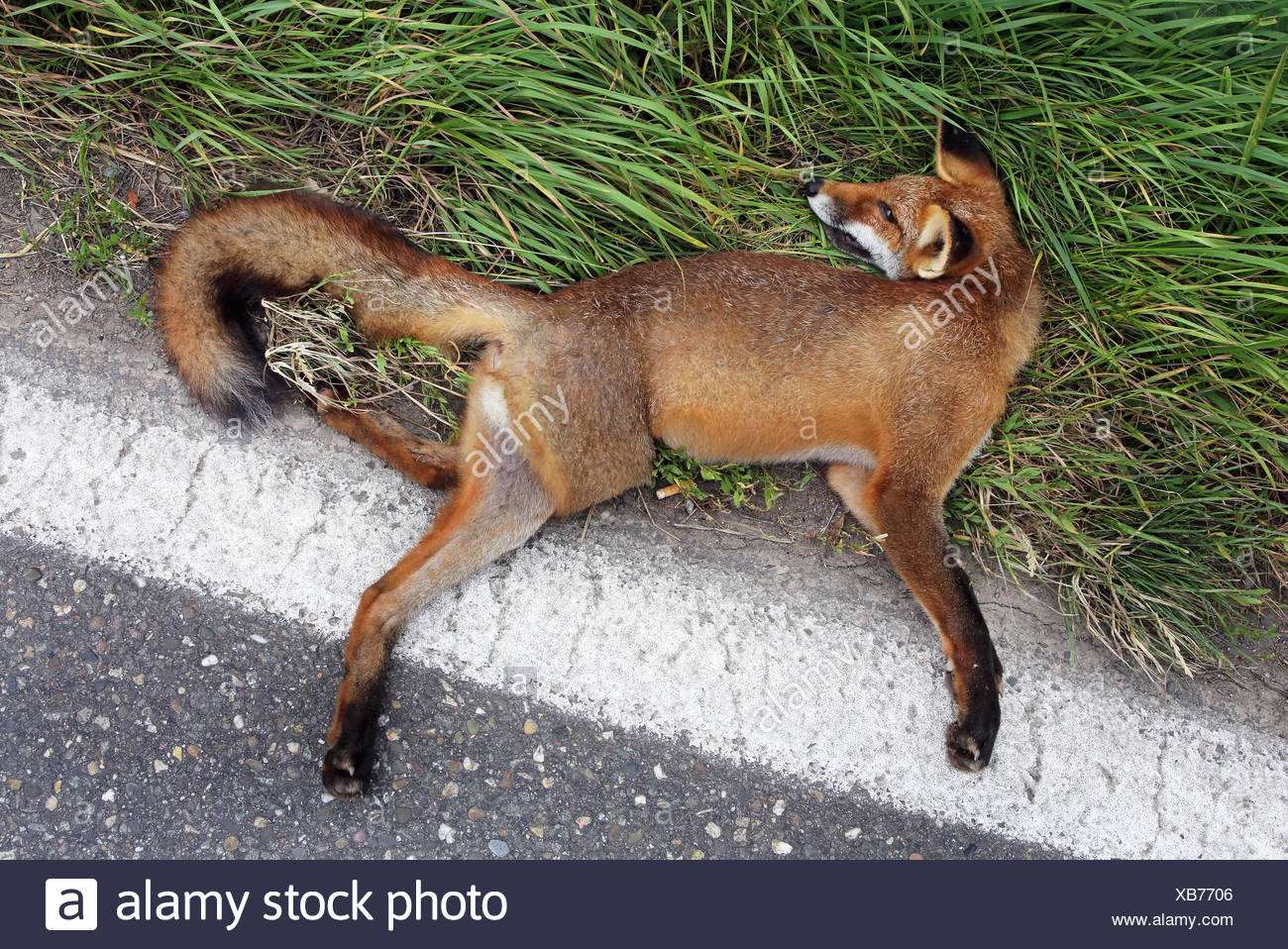 Dead Fox High Resolution Stock Photography and Images - Alamy