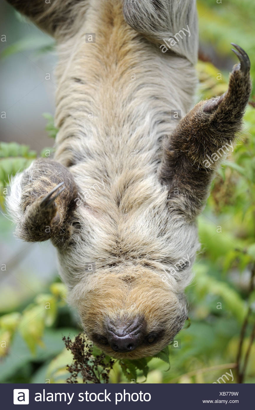 Hang Animal High Resolution Stock Photography and Images - Alamy