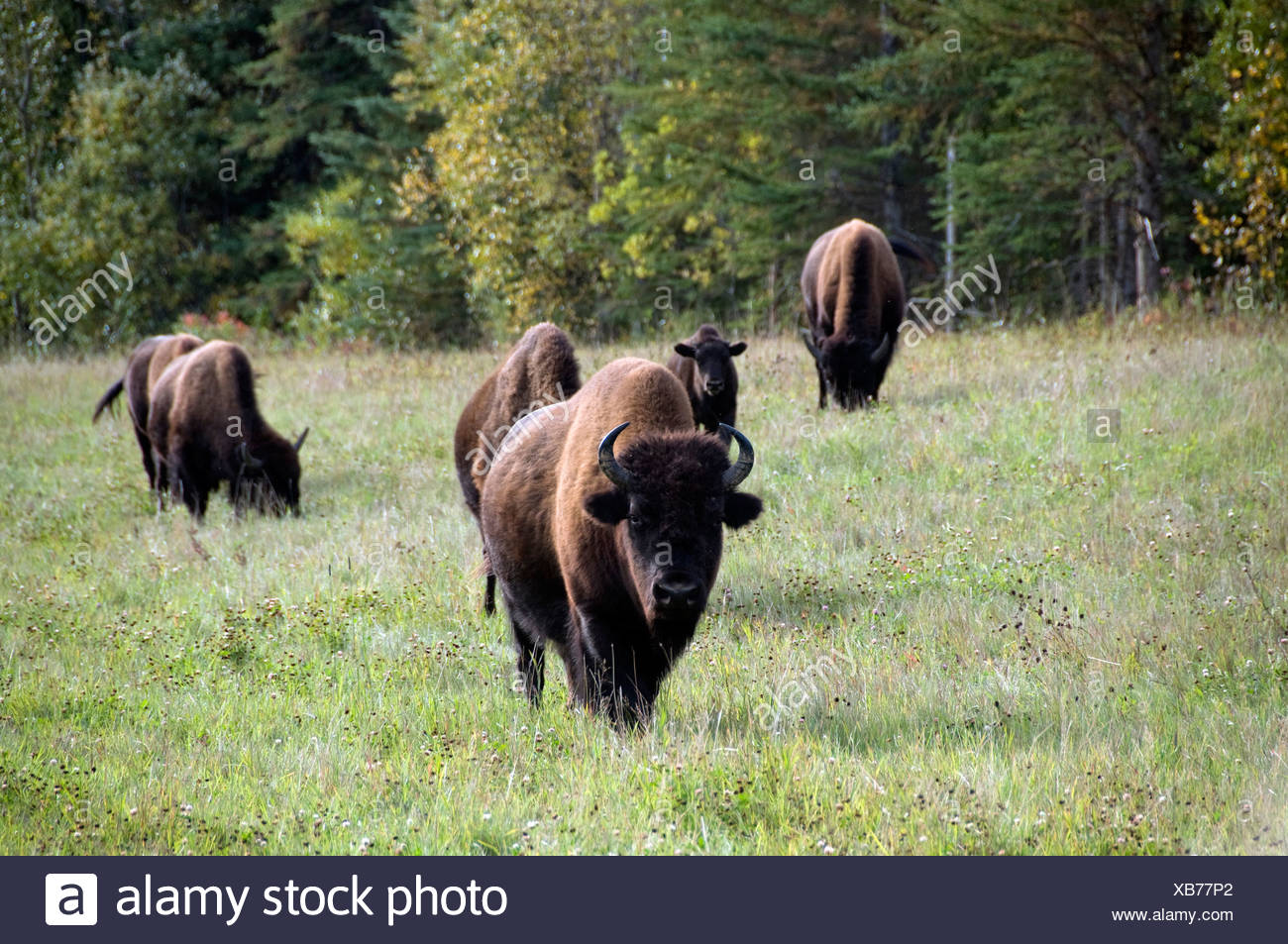 Bison Along Alaska Highway Northern High Resolution Stock Photography ...