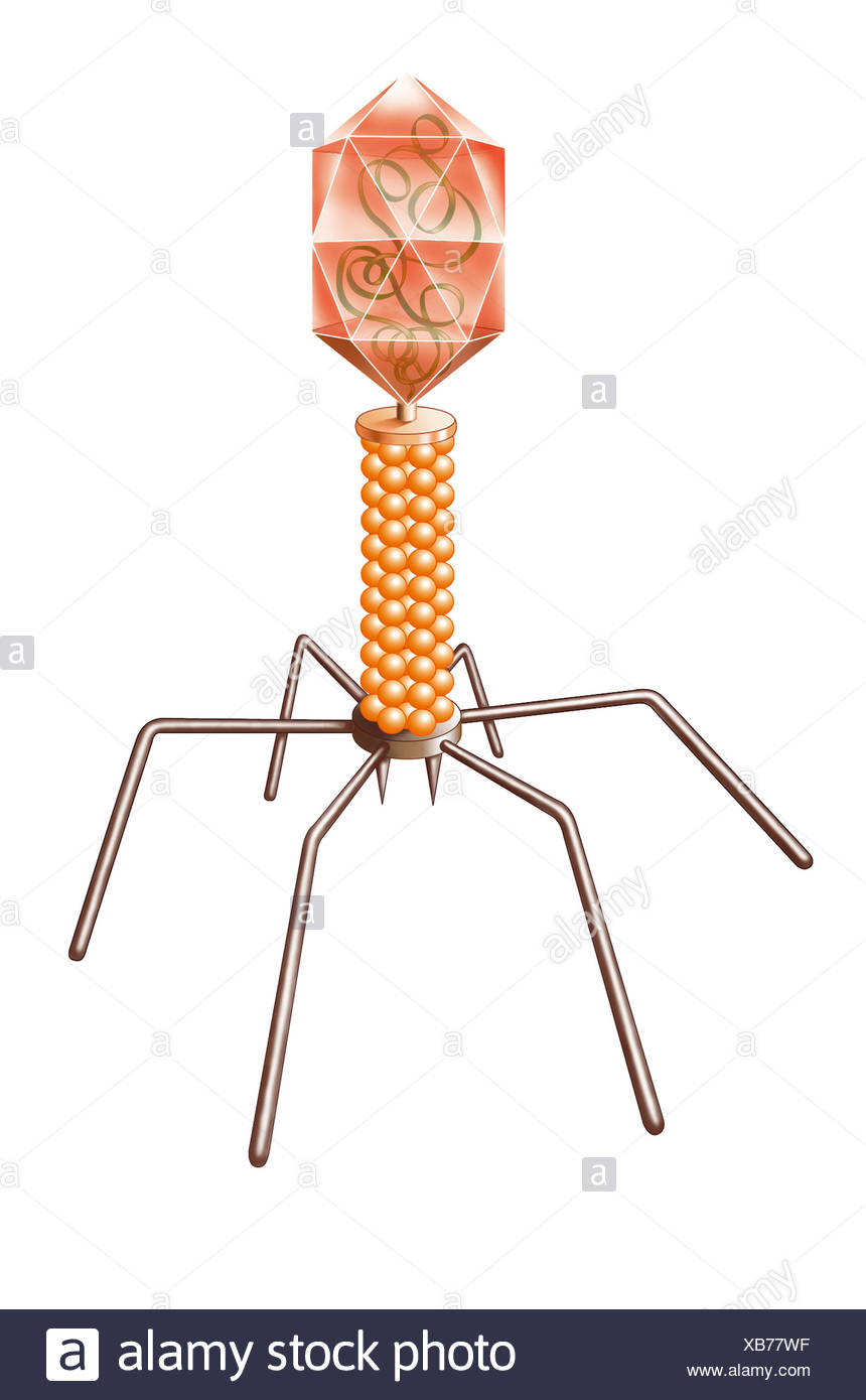 T2 Bacteriophage Stock Photos & T2 Bacteriophage Stock Images - Alamy