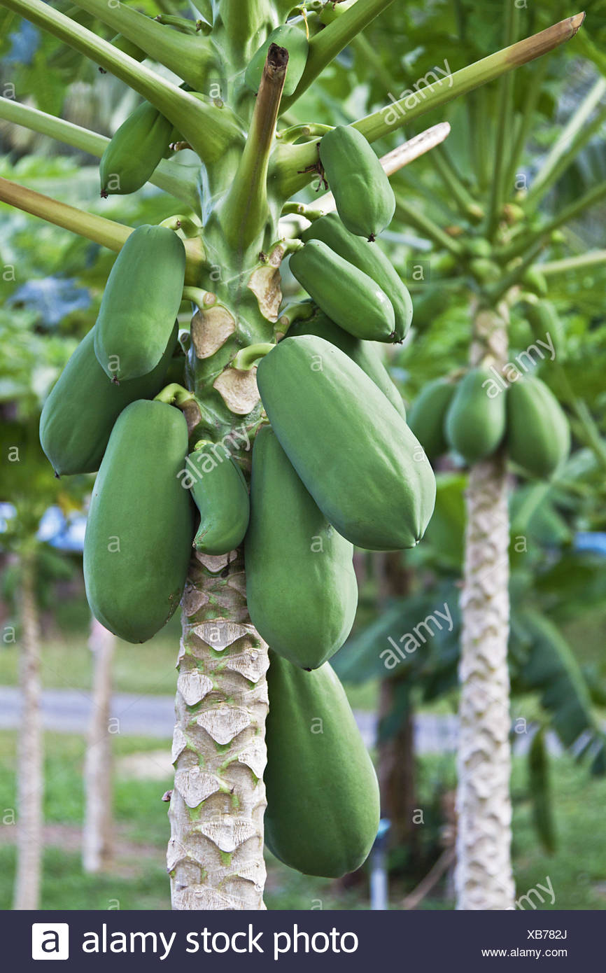 Papainum Crudum High Resolution Stock Photography and Images - Alamy