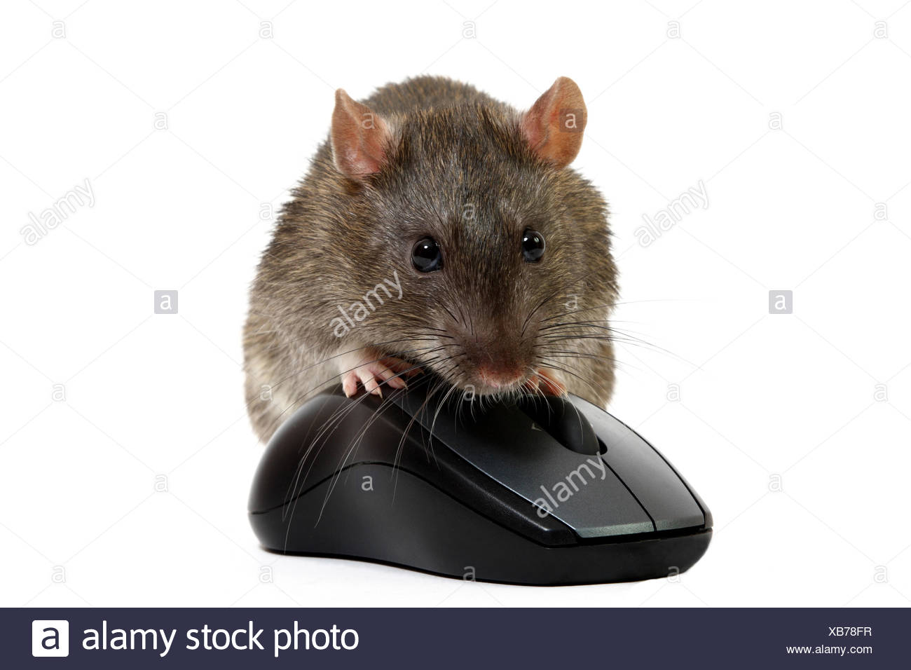 Rat And Computer Mouse Stock Photos & Rat And Computer Mouse Stock ...