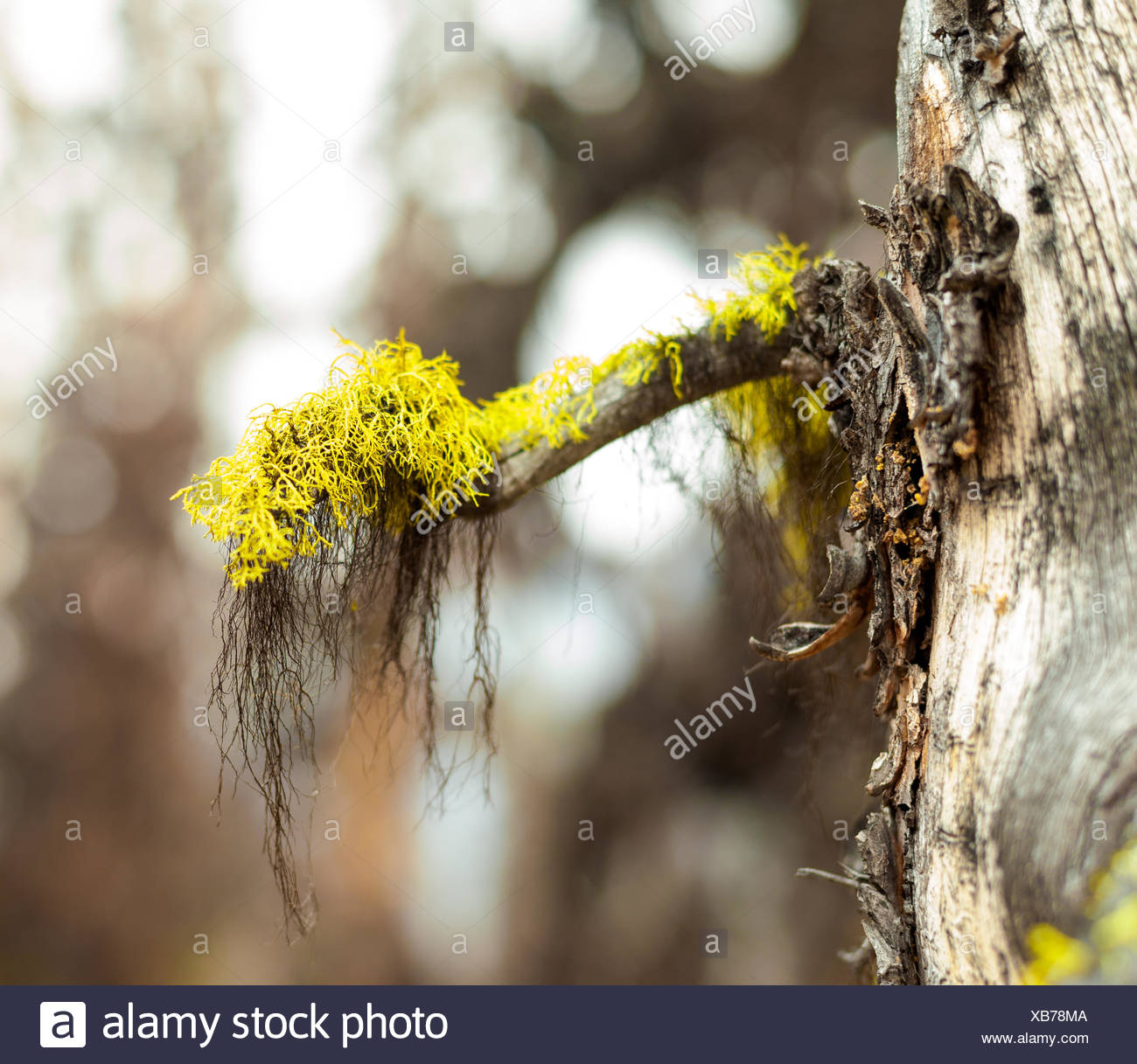 Tree Lichen Stock Photos & Tree Lichen Stock Images - Alamy