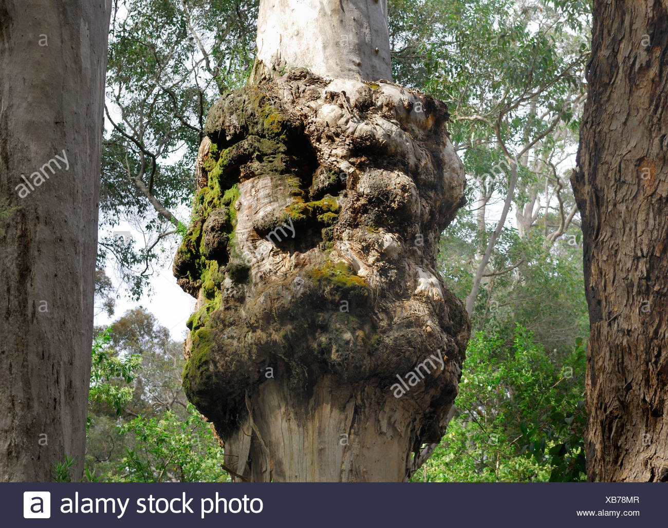 Karri Tree Stock Photos & Karri Tree Stock Images - Alamy