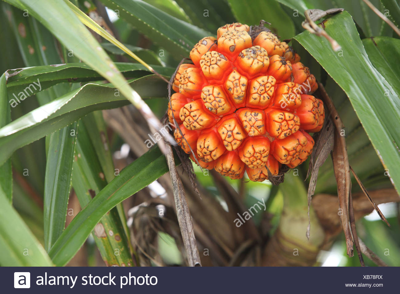 Kewra Flower High Resolution Stock Photography and Images - Alamy