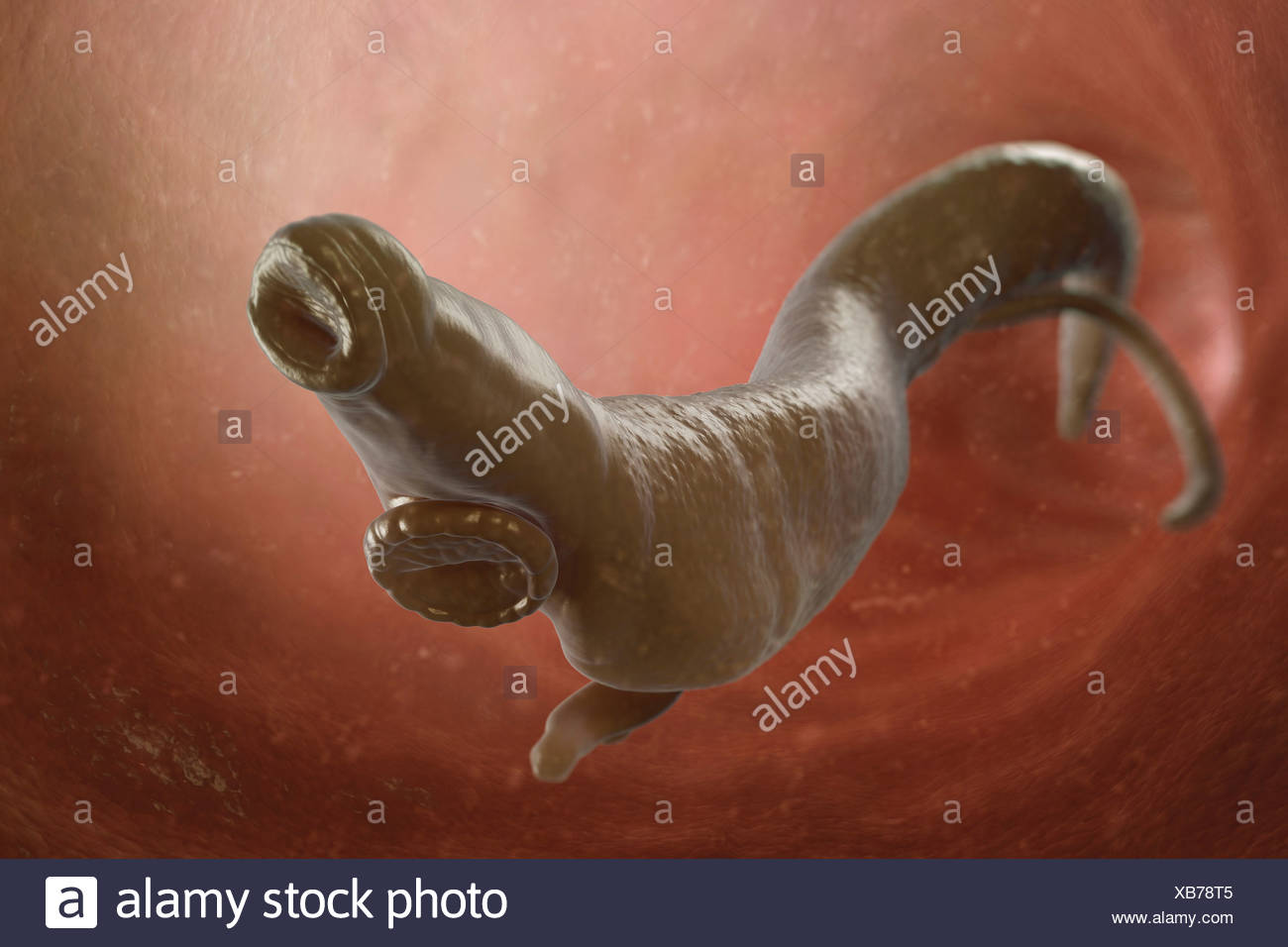 Parasitic Worm High Resolution Stock Photography and Images - Alamy