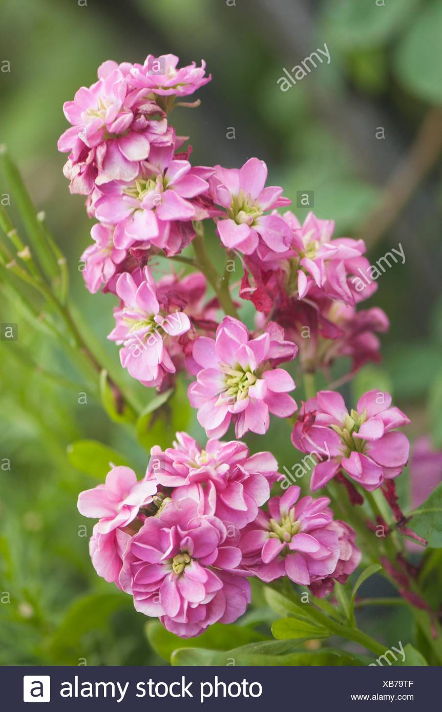 Matthiola Incana High Resolution Stock Photography and Images - Alamy