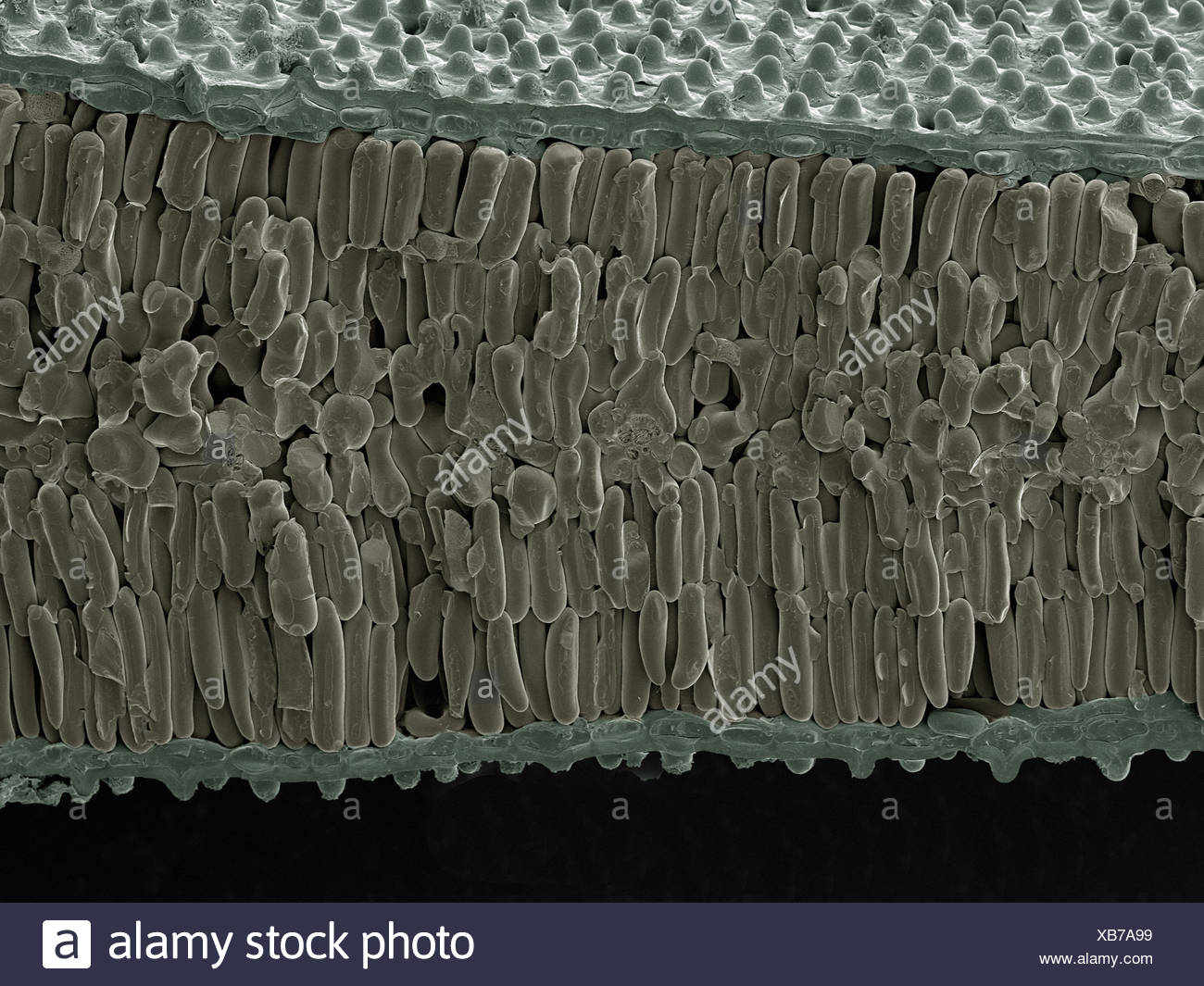 Electron Microscope Leaf High Resolution Stock Photography and Images - Alamy