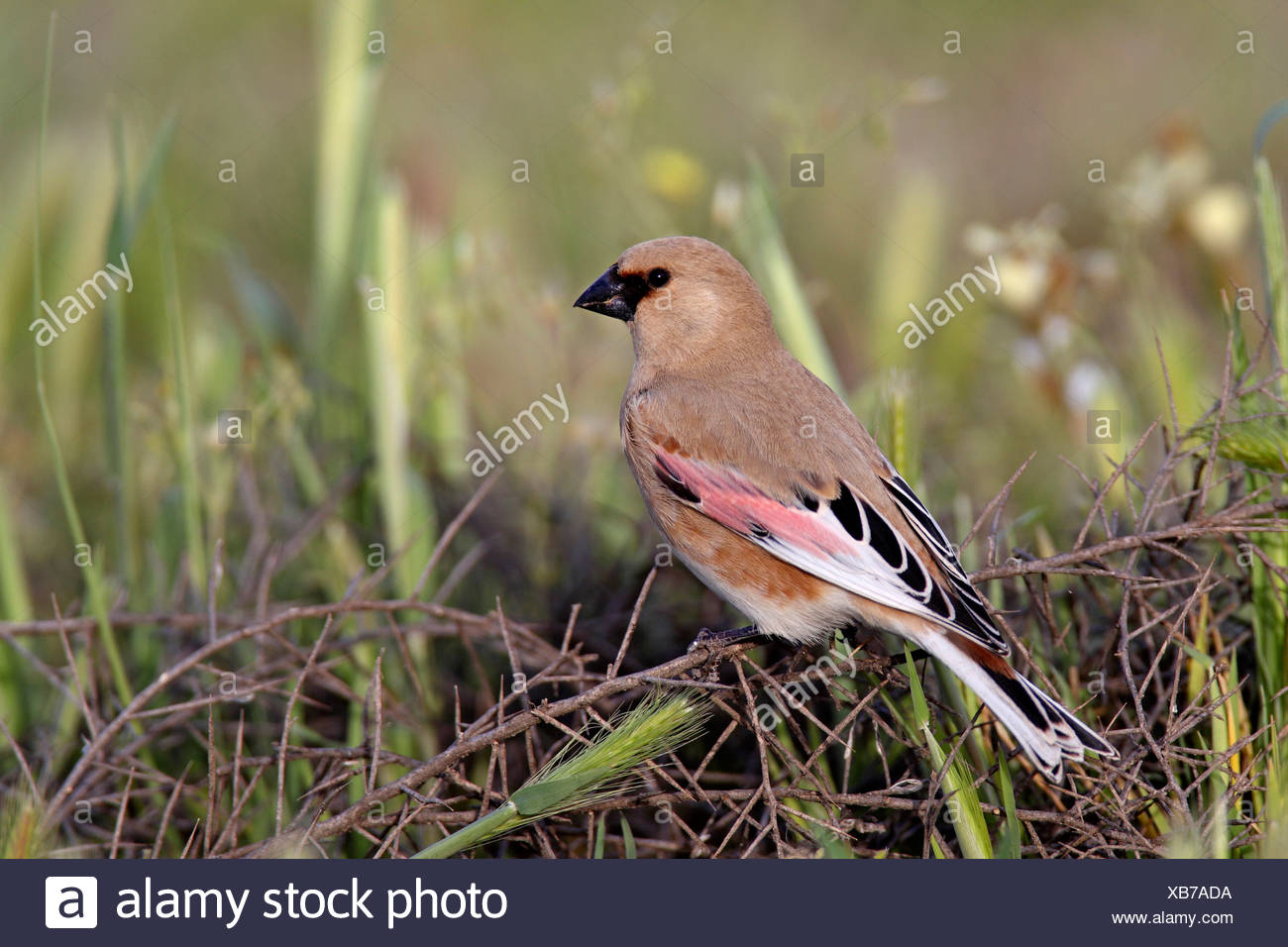 Desert Finch Rhodospiza Obsoleta High Resolution Stock Photography and ...