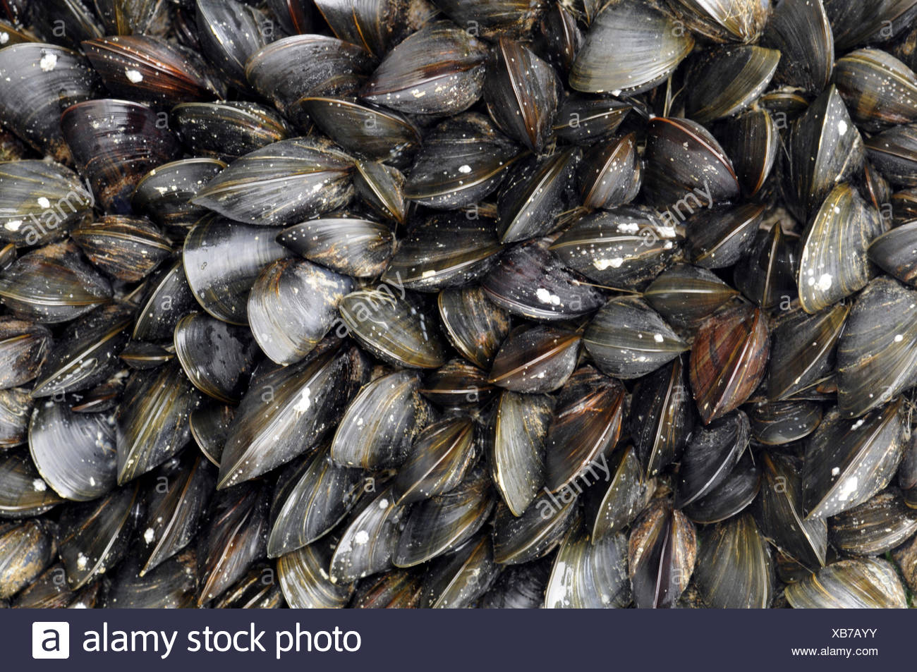 Mytilus Edulis Shell High Resolution Stock Photography and Images - Alamy