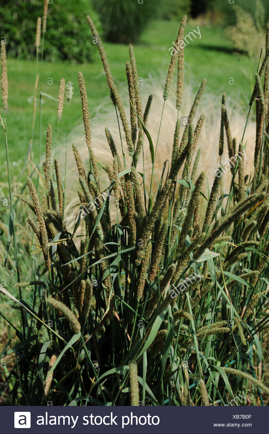 Timothy Grasses High Resolution Stock Photography and Images - Alamy