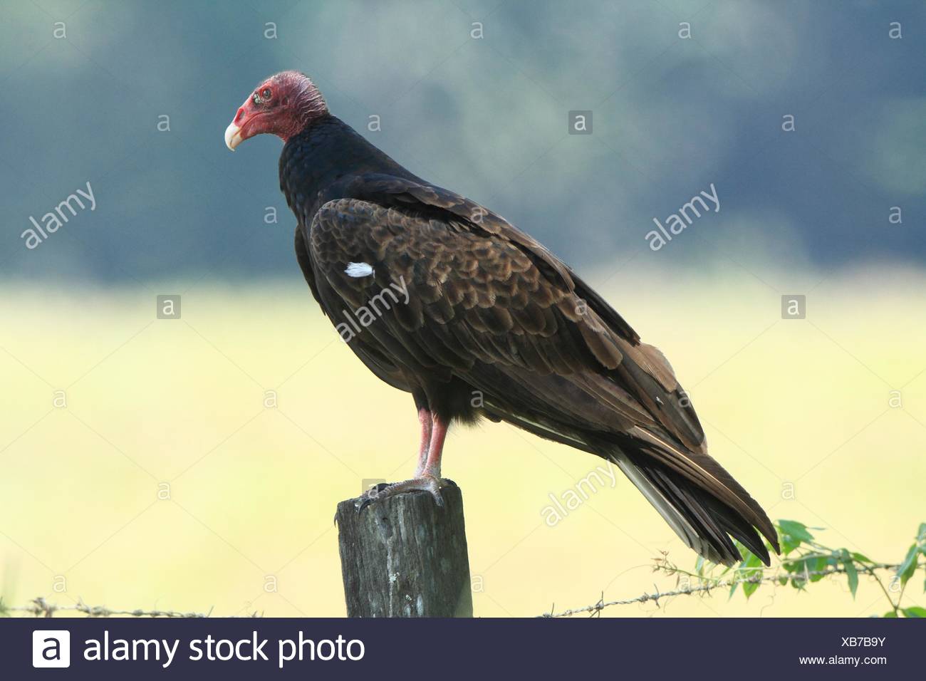 Zopilote Costa Rica Stock Photos & Zopilote Costa Rica Stock Images - Alamy