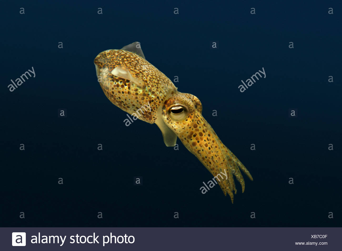 Sepiola High Resolution Stock Photography and Images - Alamy