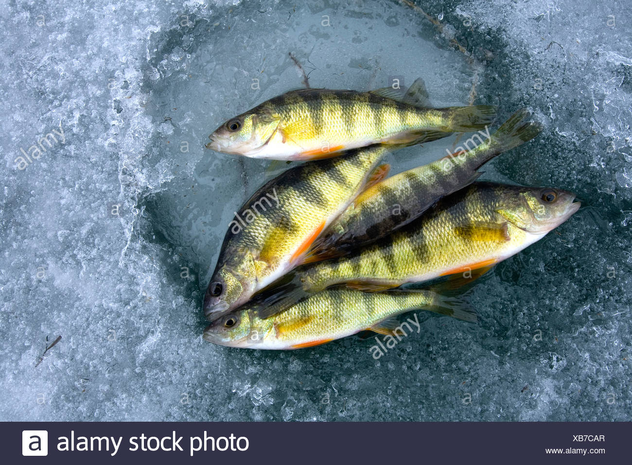 Perca Flavescens Stock Photos & Perca Flavescens Stock Images - Alamy