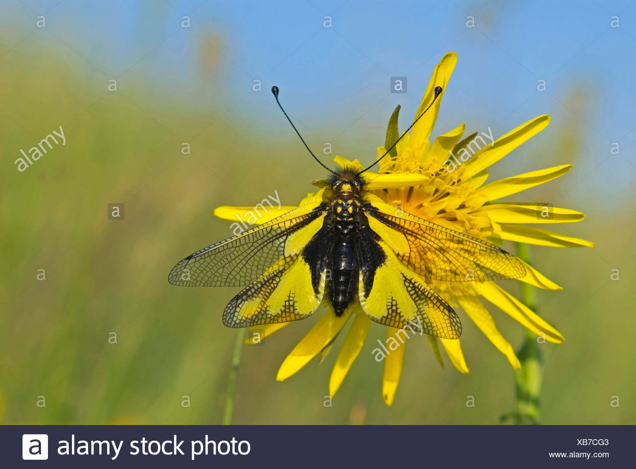 Ascalaphus Libelluloides High Resolution Stock Photography and Images ...