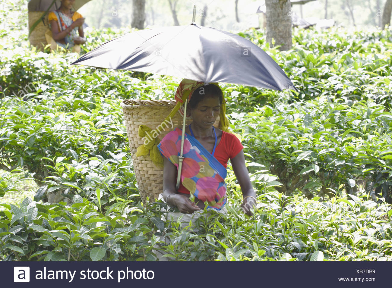 Assam Tea Garden High Resolution Stock Photography and Images - Alamy