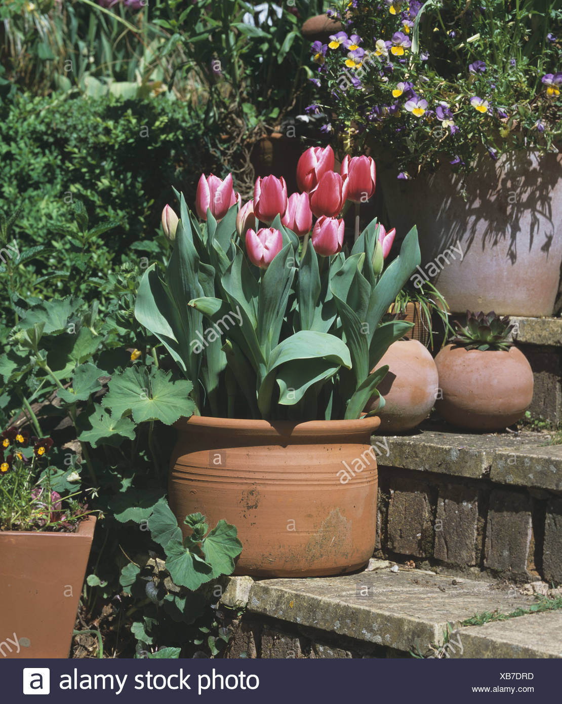 Tulips In Container High Resolution Stock Photography and Images - Alamy
