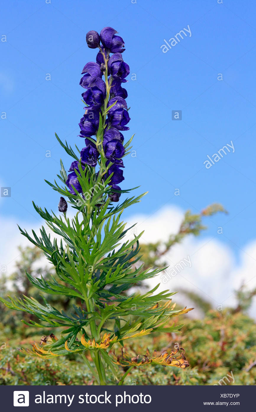 Aconitum Napellus Flowers Toxic High Resolution Stock Photography and ...