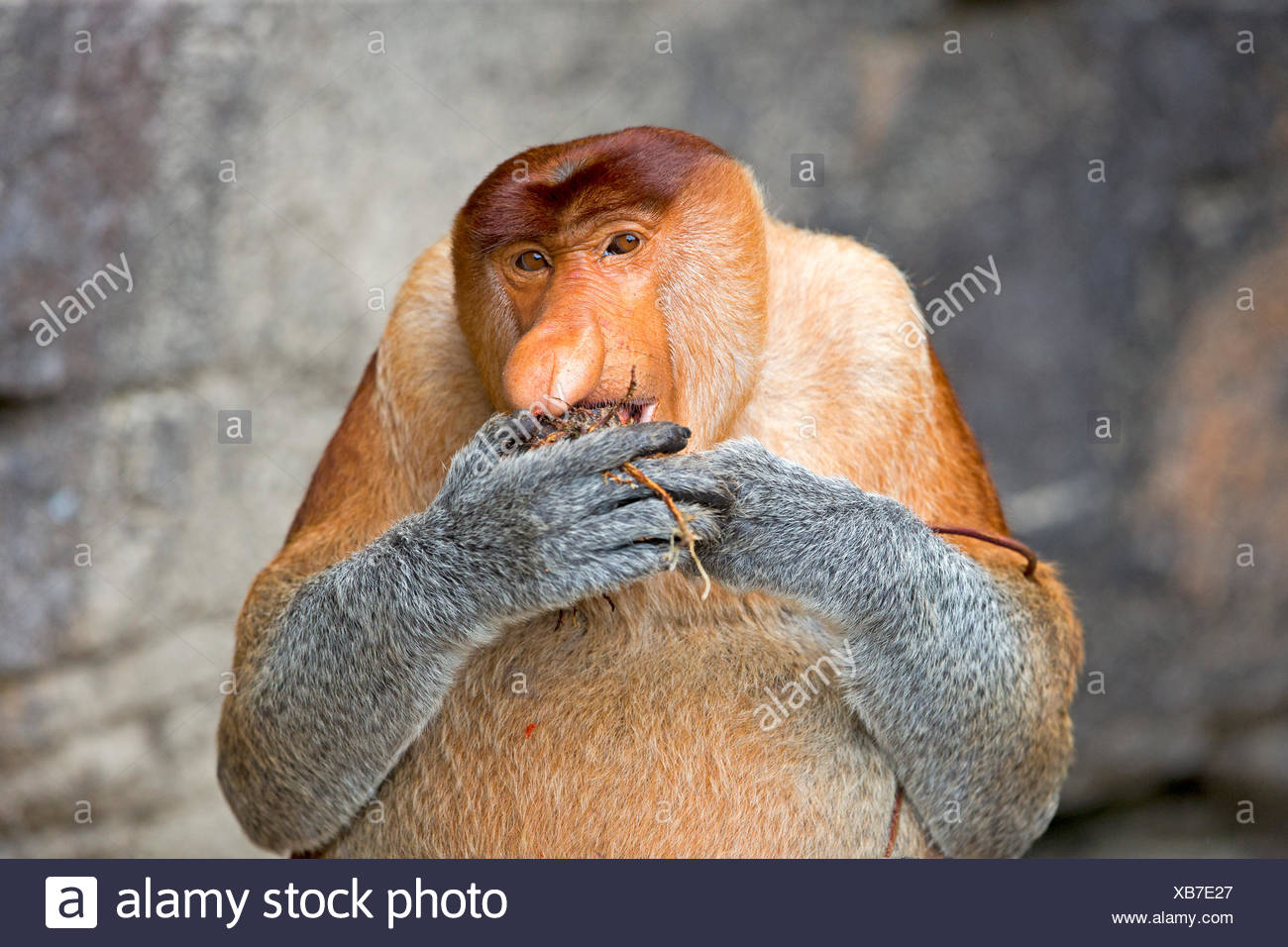 Monkey Foot High Resolution Stock Photography and Images - Alamy